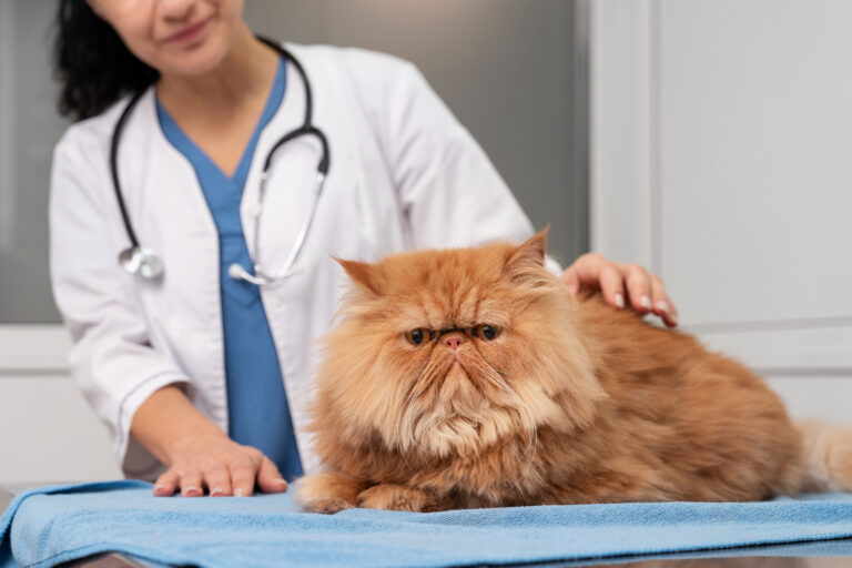 Âge des chats en humain : le tableau pour tout comprendre
