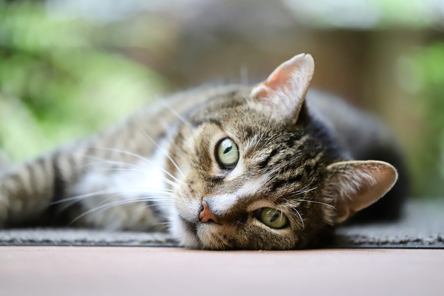 Âge des chats en humain : le tableau pour tout comprendre