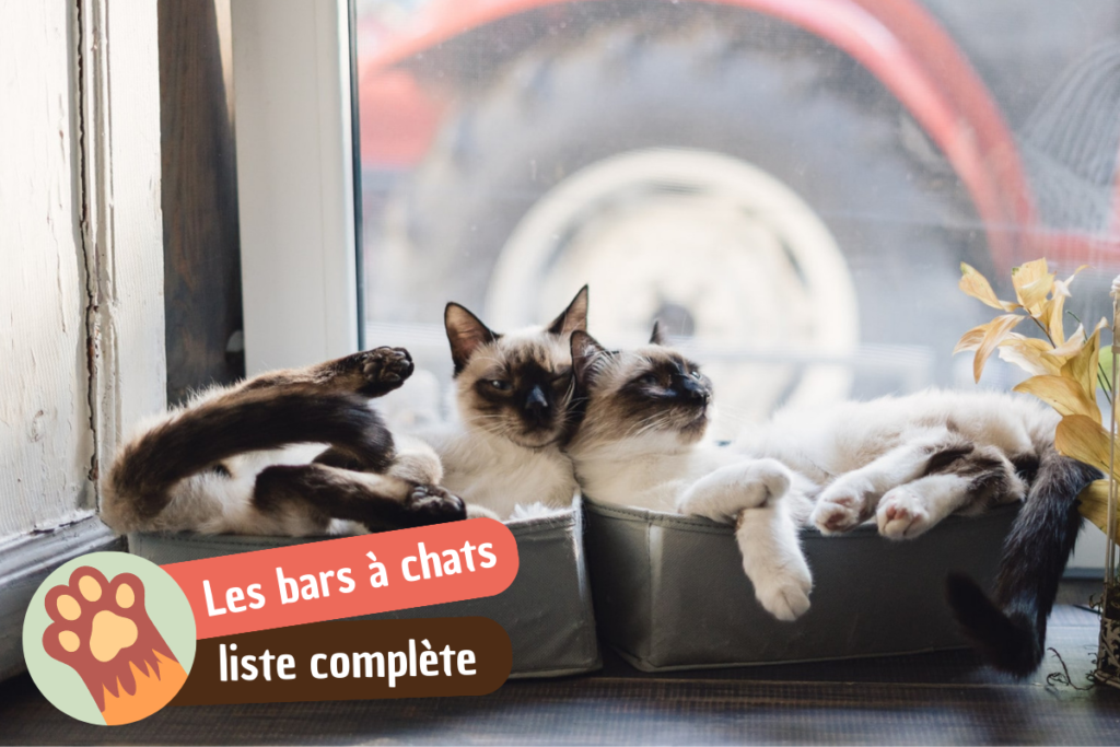 Bars à chats en France : où les trouver ? - Le Journal du Chat