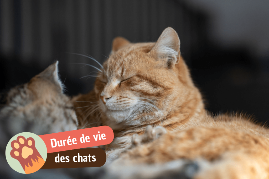 Espérance de vie d'un chat : tout sur sa longévité - Le Journal du Chat
