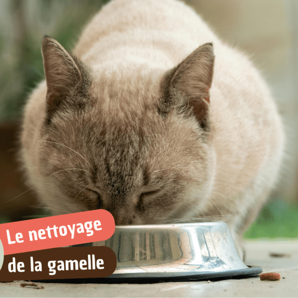Espérance de vie d'un chat : tout sur sa longévité - Le Journal du Chat