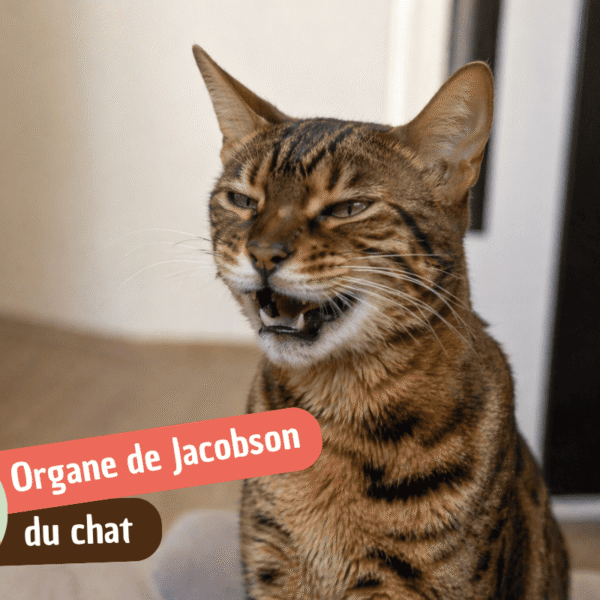 Comment voient les chats : leur vision décryptée